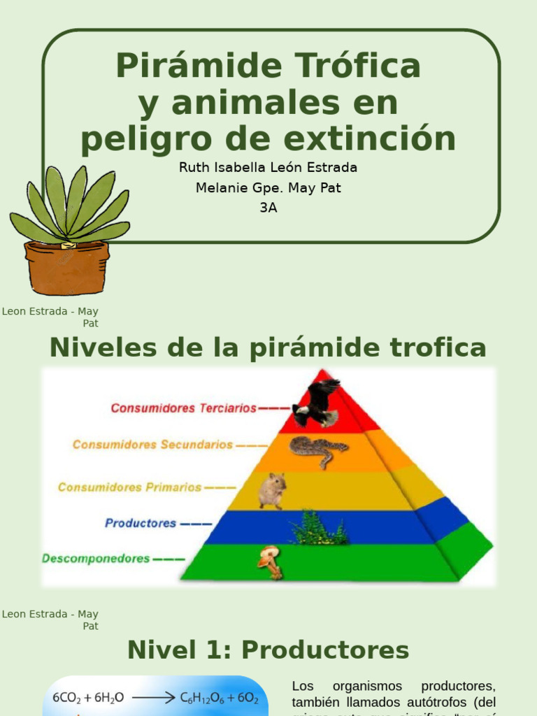 Pirámide Trófica y Extinción Animal | PDF | Red alimentaria | Ecología ...