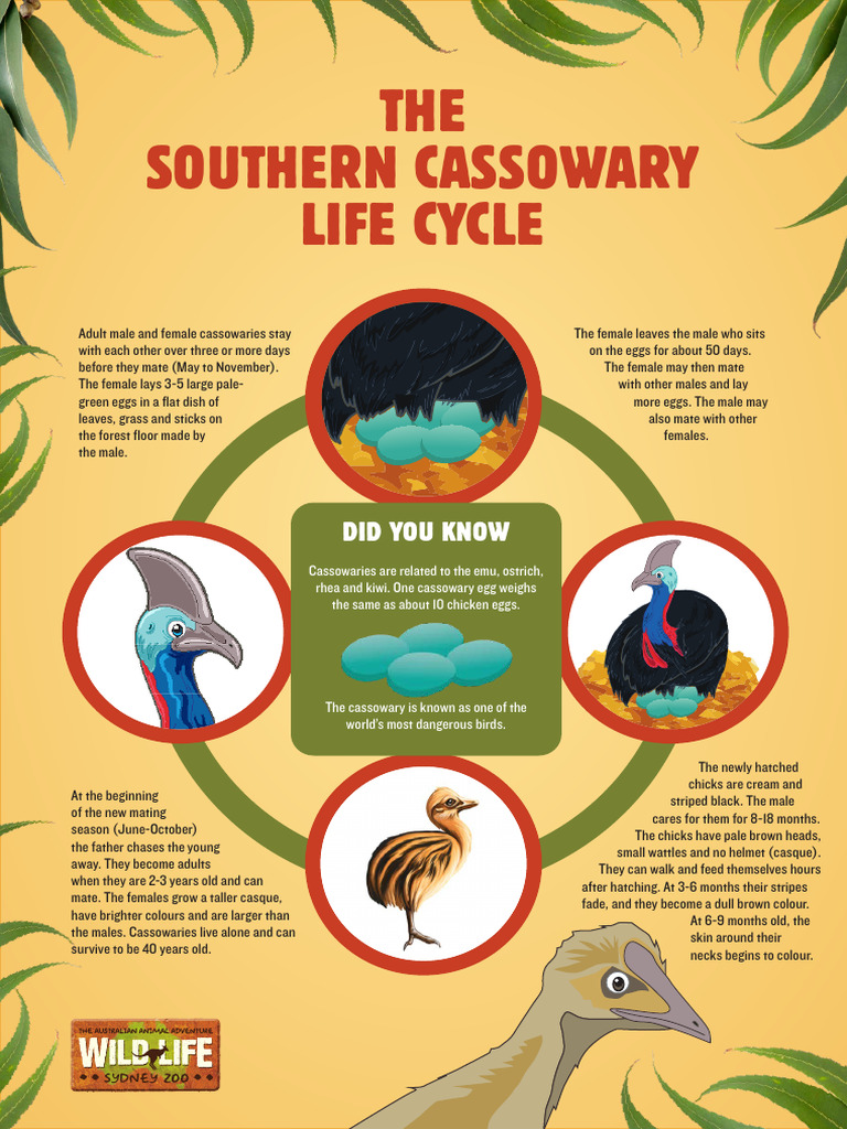 Southern Cassowary Life Cycle Explained | PDF | Holarctic Birds | Zoology