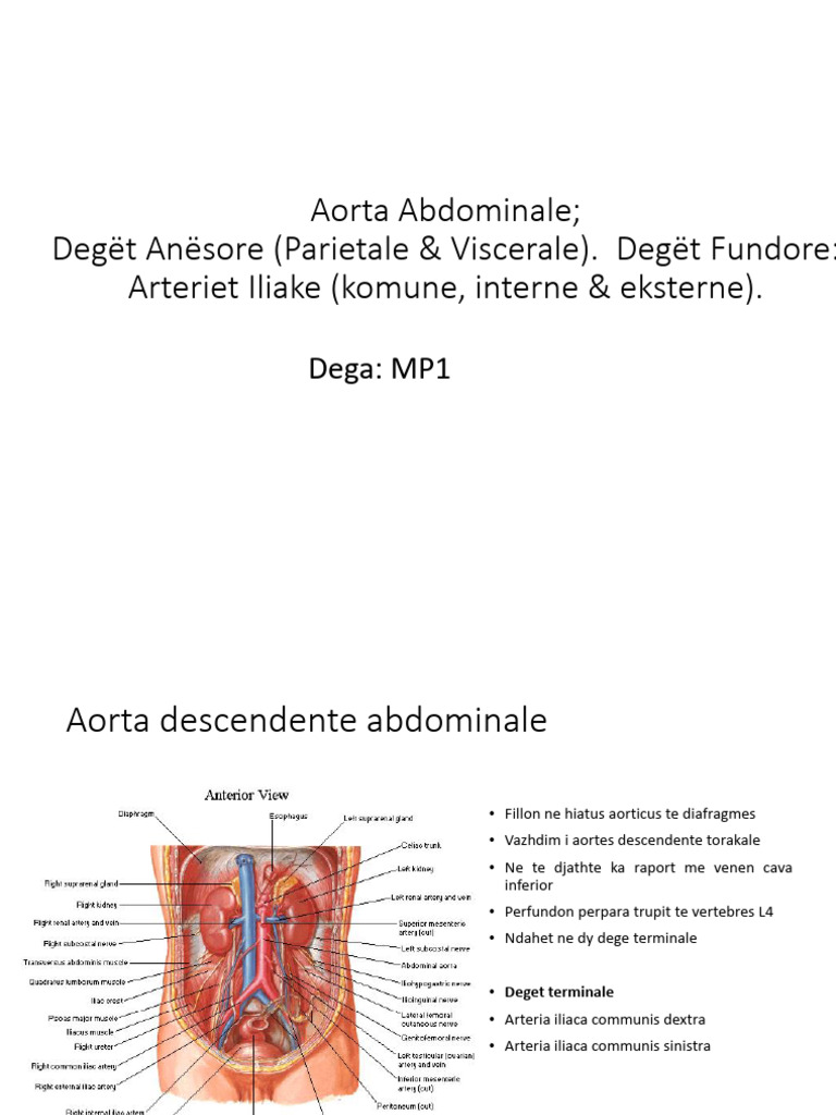 Aorta Abdominale. Deget Anesore Dhe Fundore | PDF