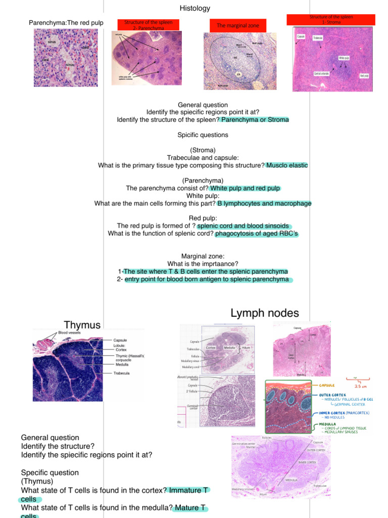 Histology OSPE | PDF