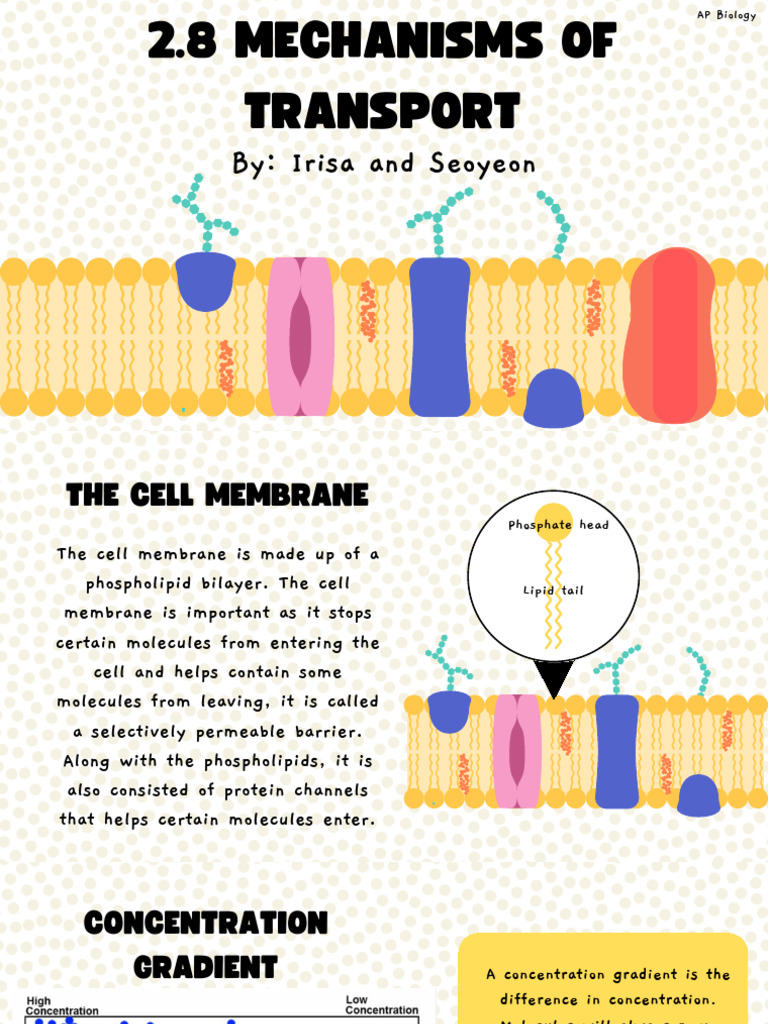 Mechanisms of Cell Membrane Transport | PDF | Cell Membrane | Membrane ...