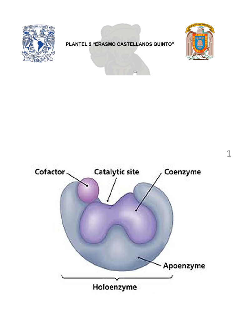 Cofactores y coenzimas en enzimas | PDF | Enzima | Cofactor (Bioquímica)
