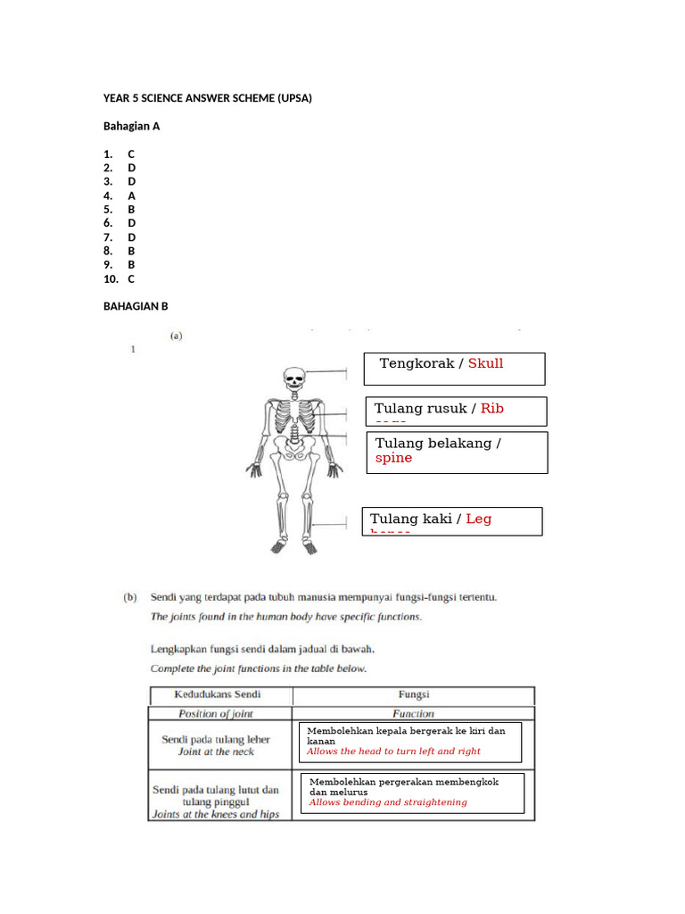 Year 5 Science Answer Scheme | PDF
