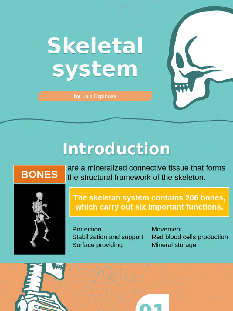 Skeletal System | PDF