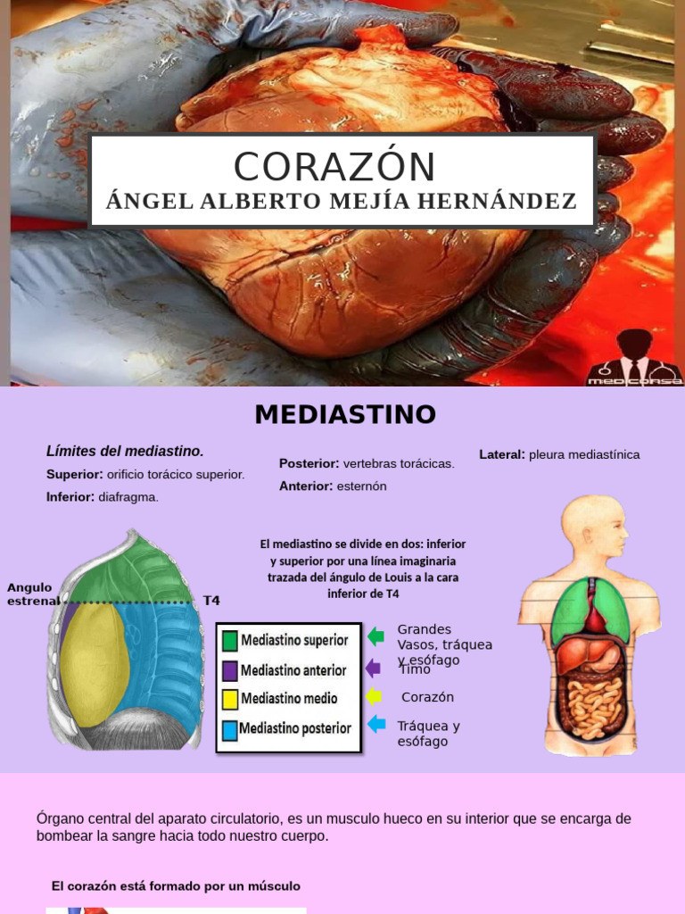 Diapos de Corazón Con Imagemes Reales | PDF | Corazón | Ventrículo ...