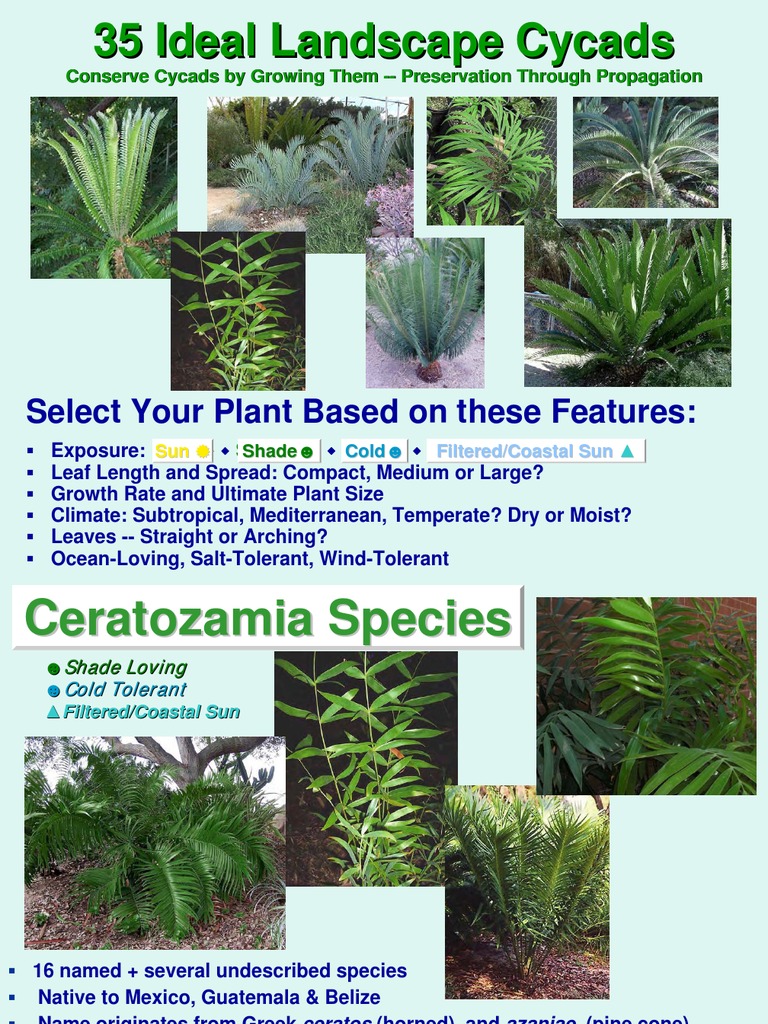 35 Best Landscape Cycads | Plant Life Form | Horticulture And Gardening