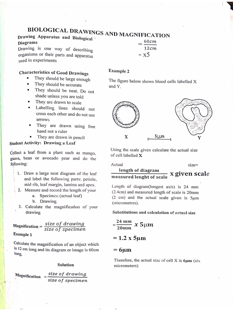 Bio Experiment | PDF