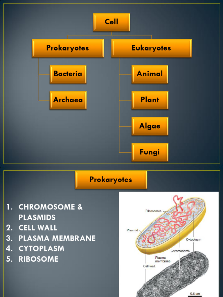 Inside The Cell-1 | PDF
