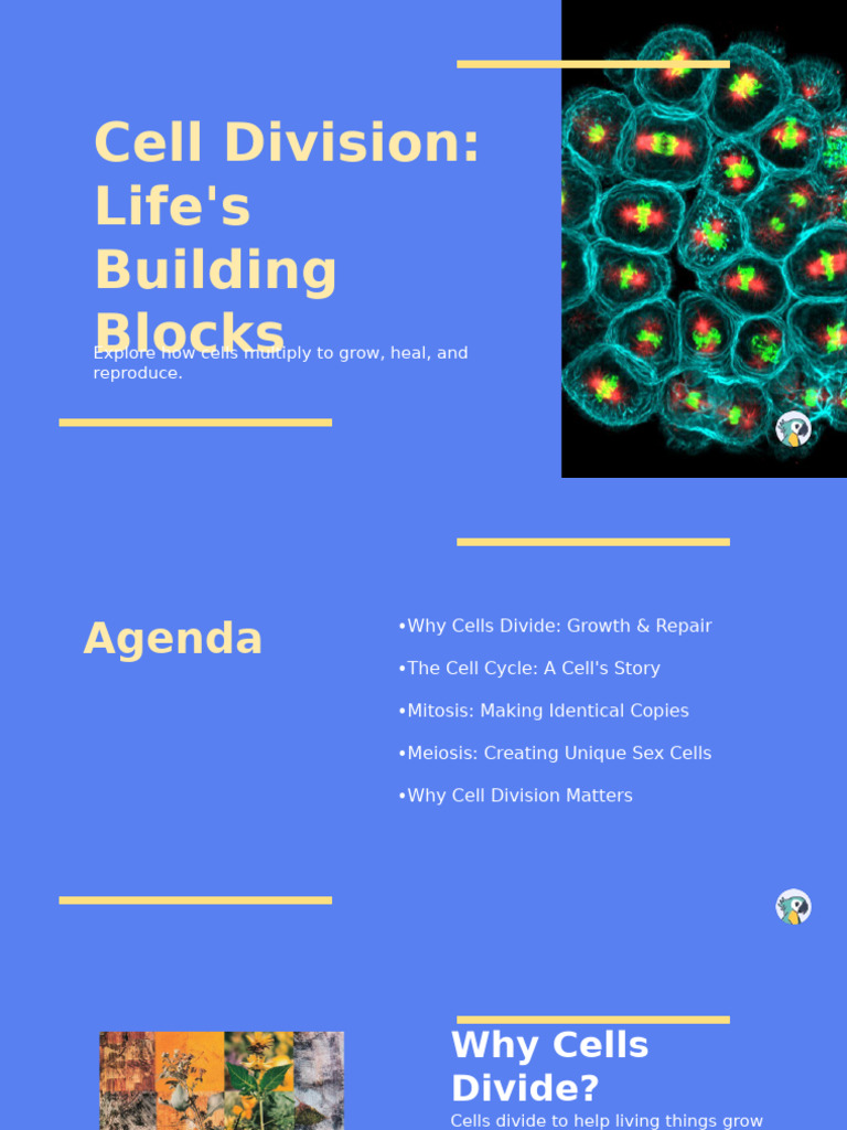 Cell Division Lifes Building Blocks | PDF | Mitosis | Meiosis