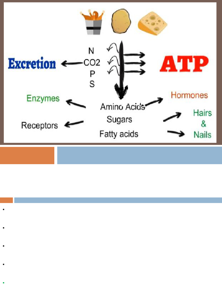 Understanding Metabolism Types and Functions | PDF | Metabolism ...