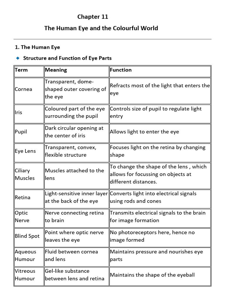 Human Eye: Structure, Function & Vision | PDF | Eye | Human Eye