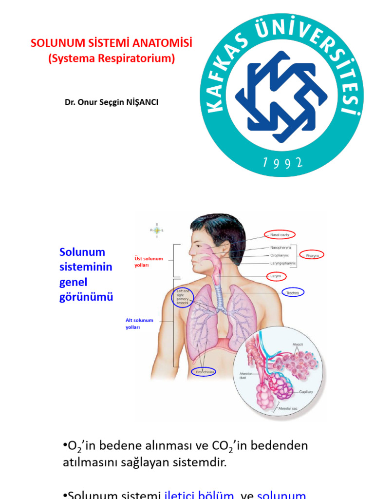 9 - Solunum Sistemi Anatomisi | PDF