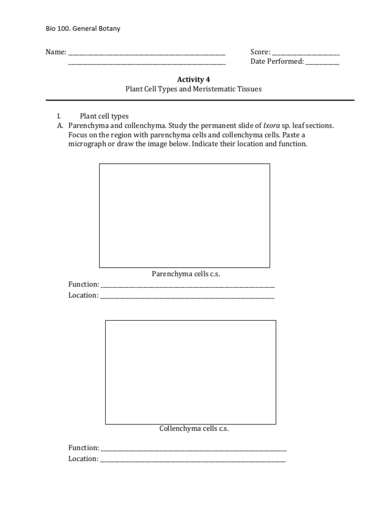 Activity 4 Plant Tissue I | PDF | Plants | Anatomy