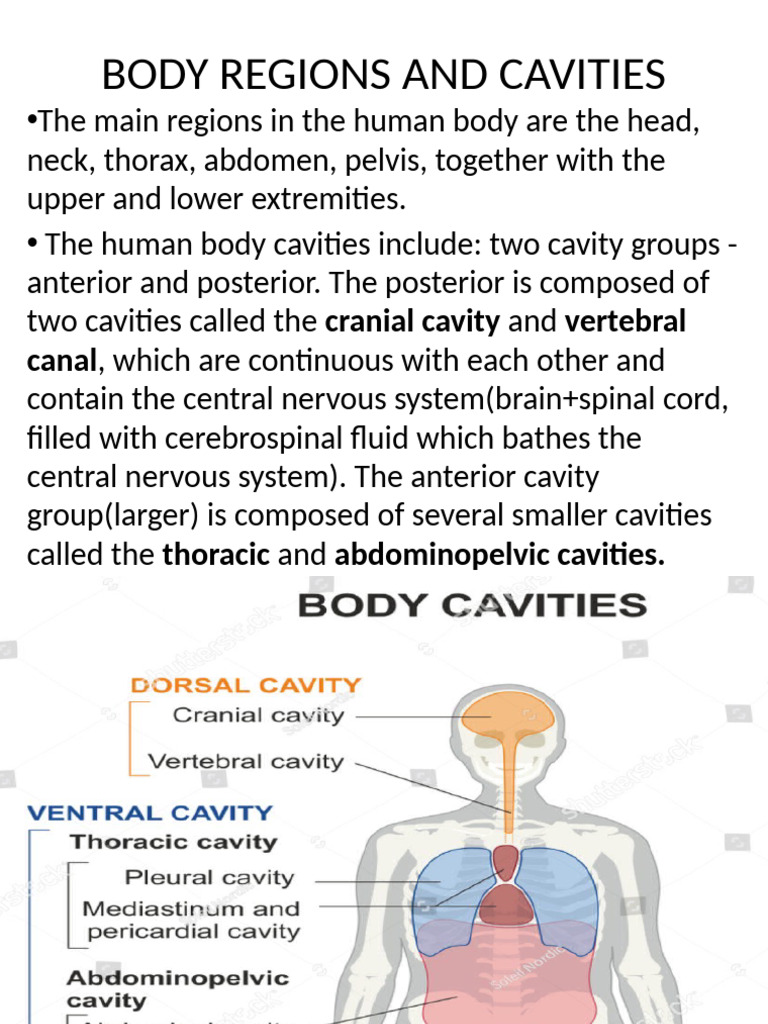 Body Regions and Cavities | PDF