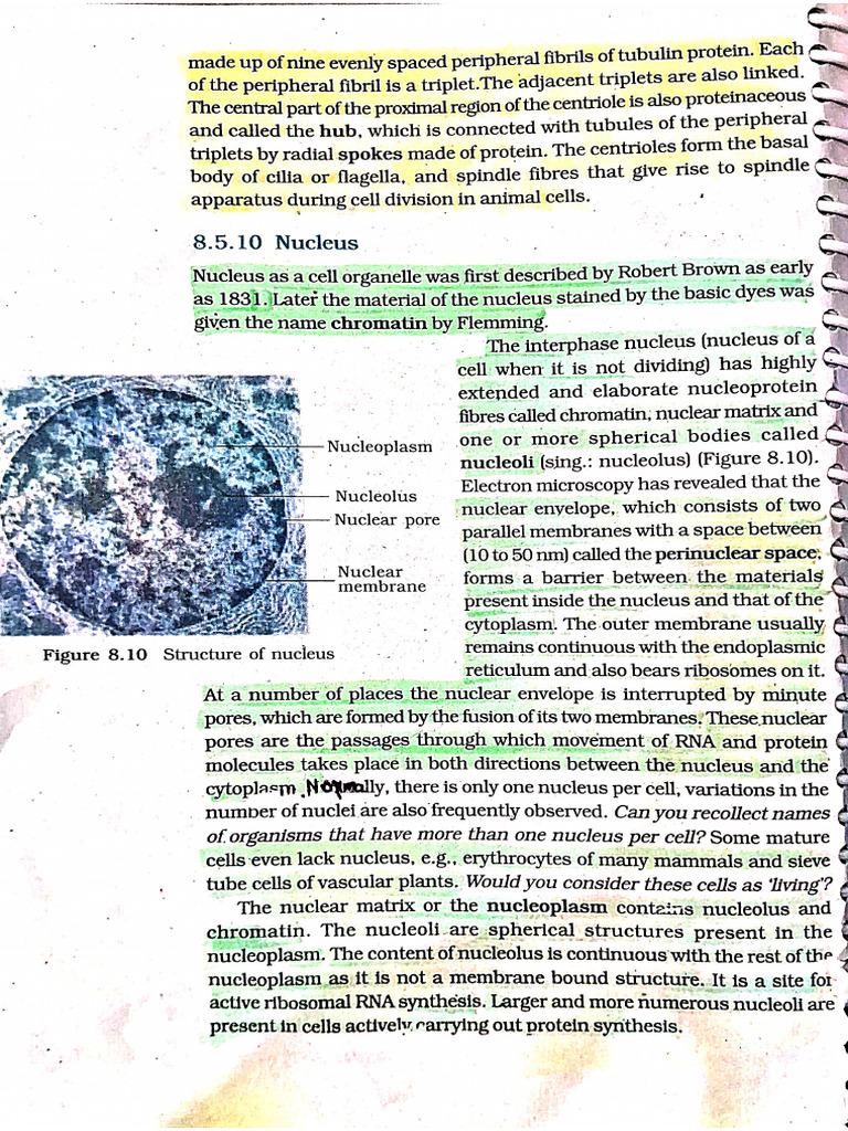 Information About Nucleus | PDF