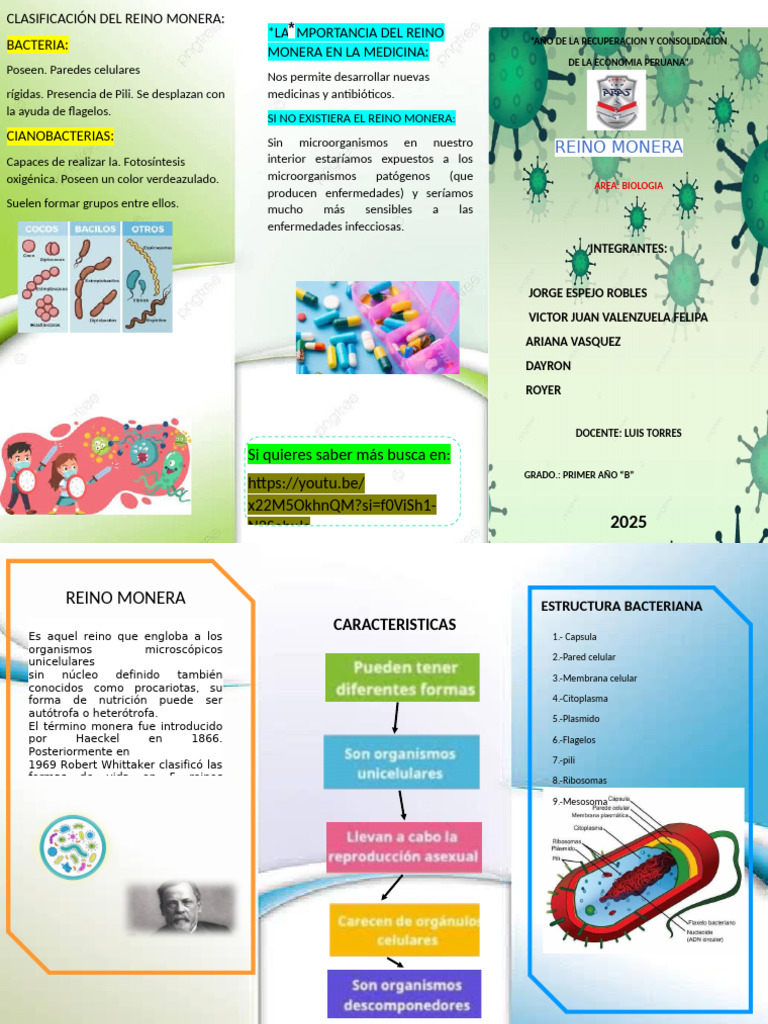 Importancia del Reino Monera en Medicina | PDF | Las bacterias ...