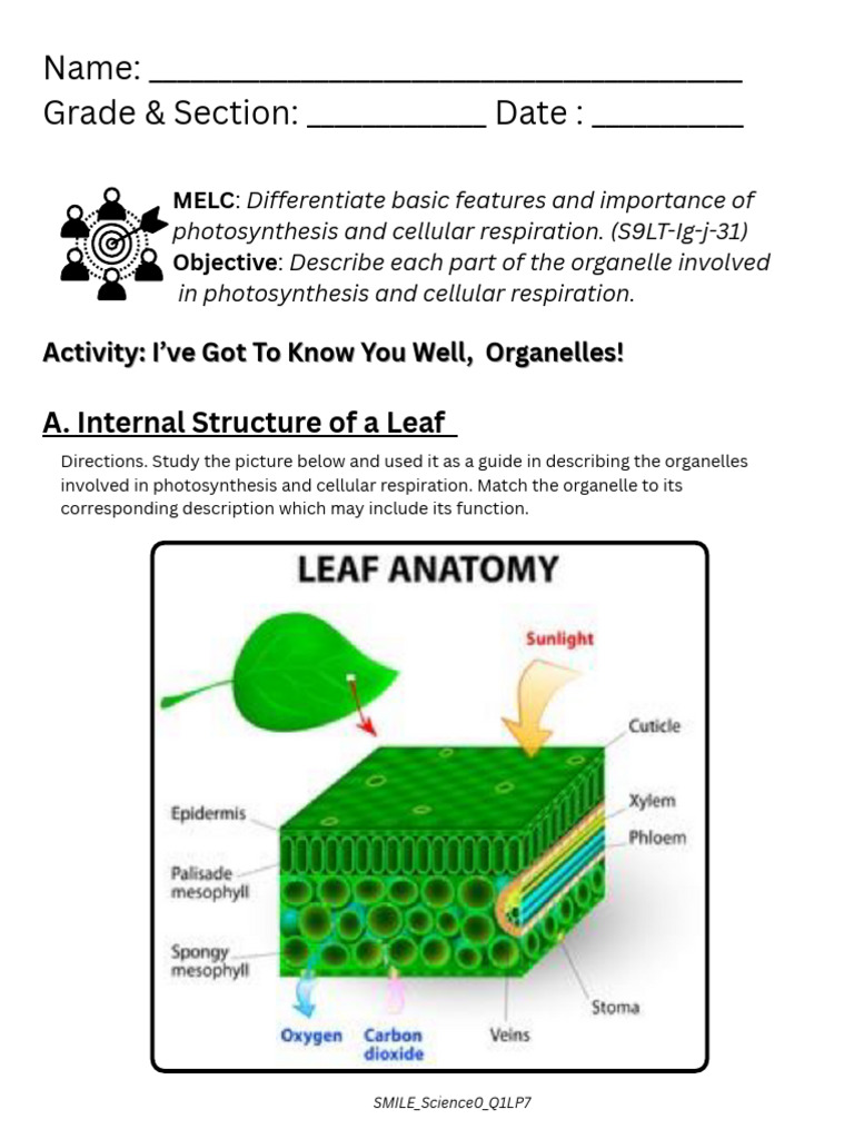 ORGANELLES of Photosynthesis and Cellular Respiration | PDF ...