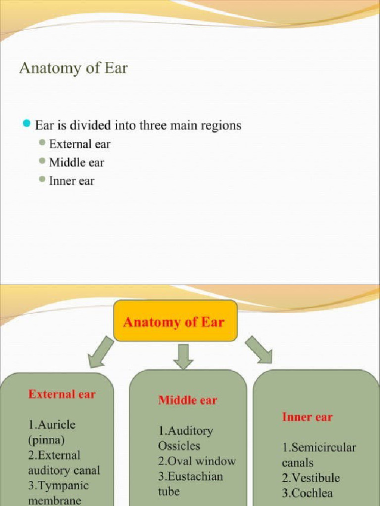 Ear Anatomy | PDF