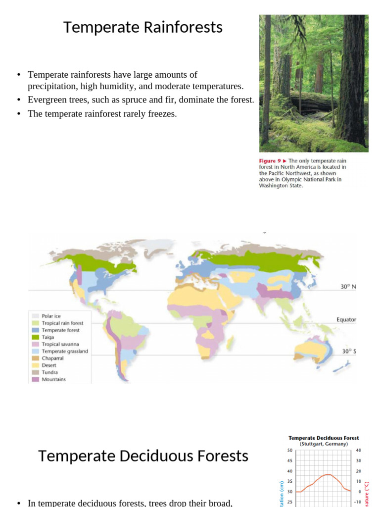 Plant Adaptations in Temperate Forests | PDF