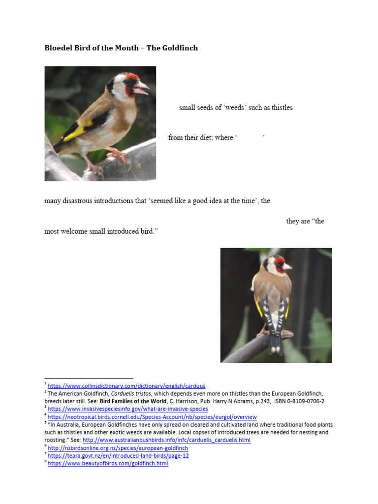 Bllo Bom Goldfinch-Carduelis Carduelis | PDF | Holarctic Birds ...