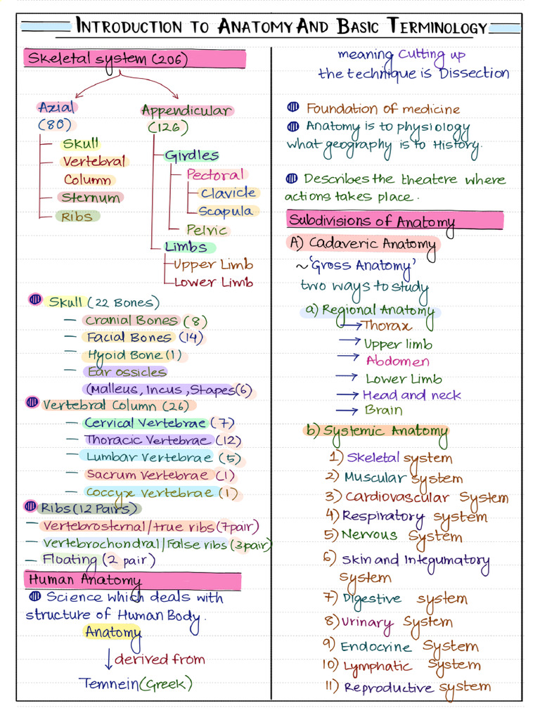 Intro To Anatomy Basics | PDF