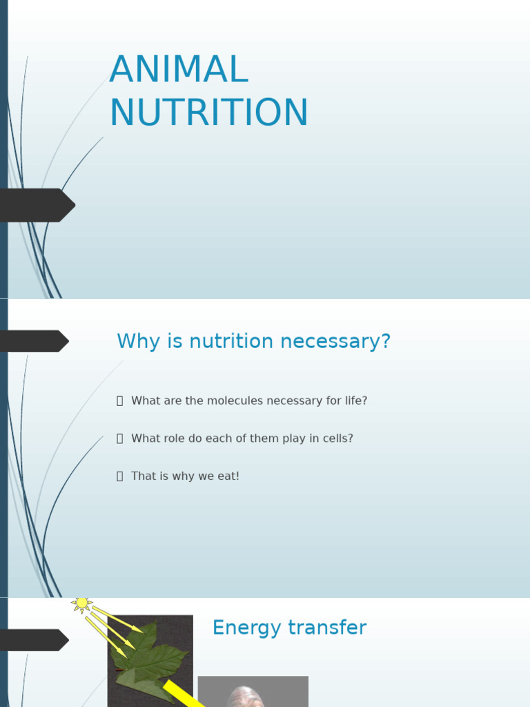 Understanding Animal Nutrition Process | PDF | Digestion | Small Intestine