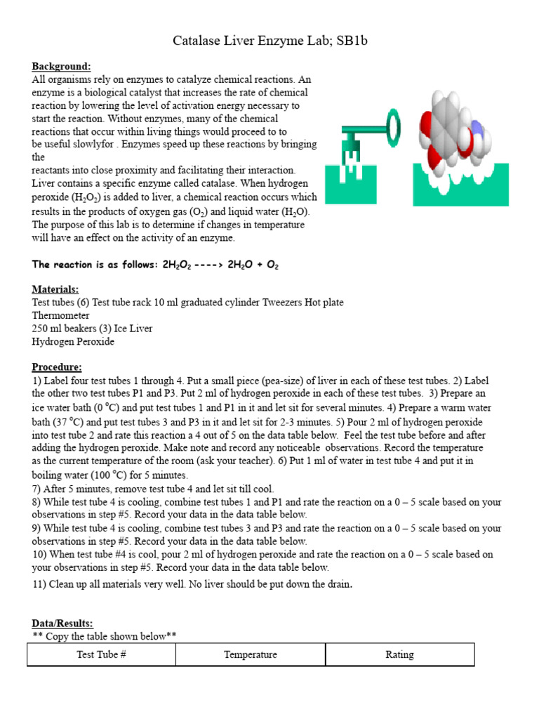 Sci2 Hon Catalase Liver Enzyme Lab Fall 2025 | PDF | Catalase ...