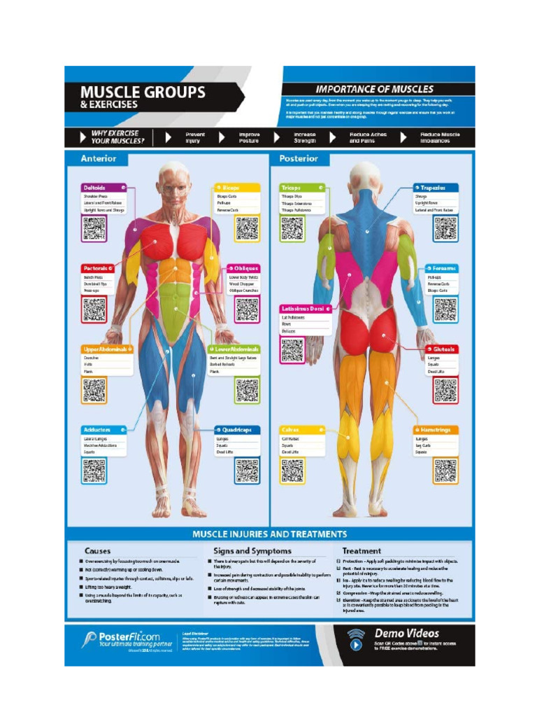 Muscle Groups Diagram | PDF