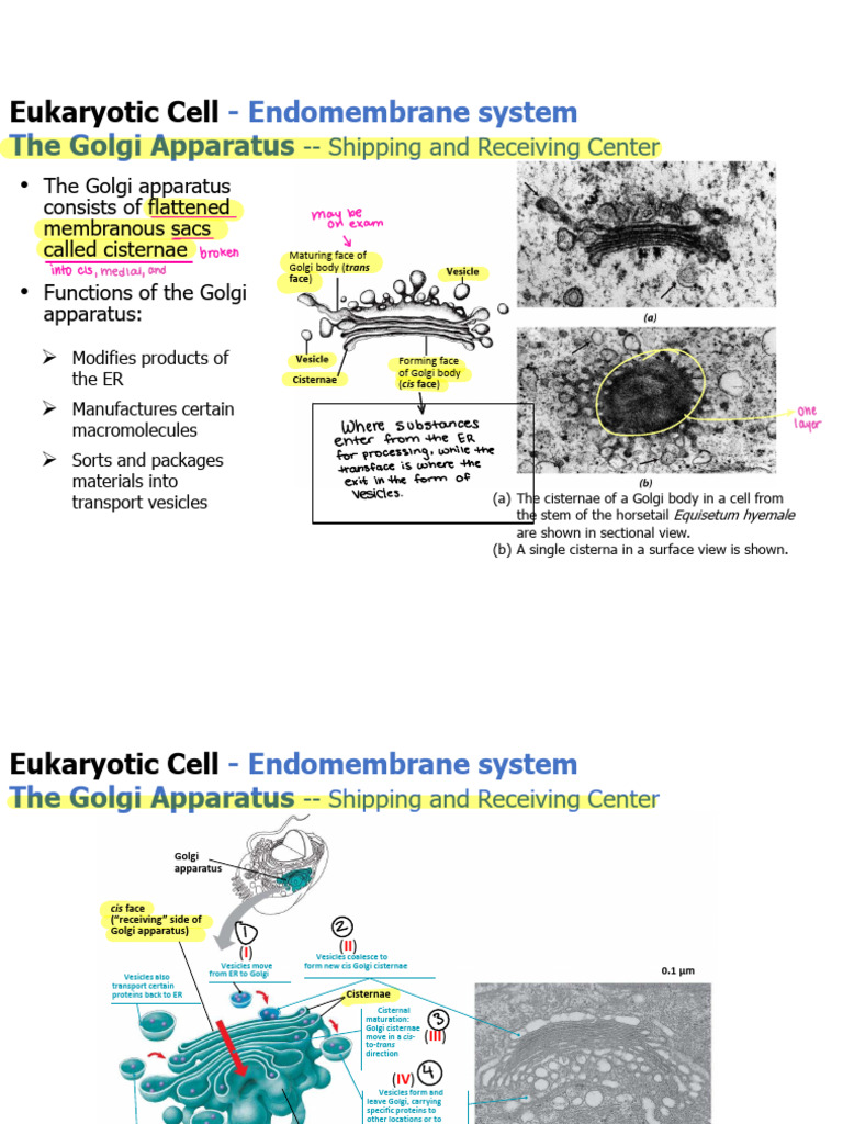 Understanding the Golgi Apparatus Functions | PDF | Lysosome | Vacuole