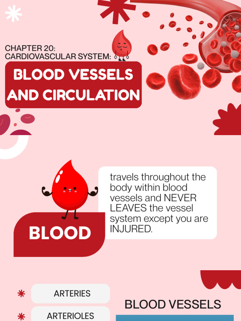 Blood Vessels and Circulation Overview | PDF | Blood Vessel | Artery