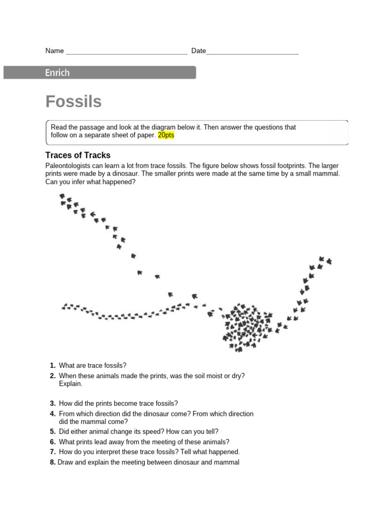 Understanding Trace Fossils and Footprints | PDF