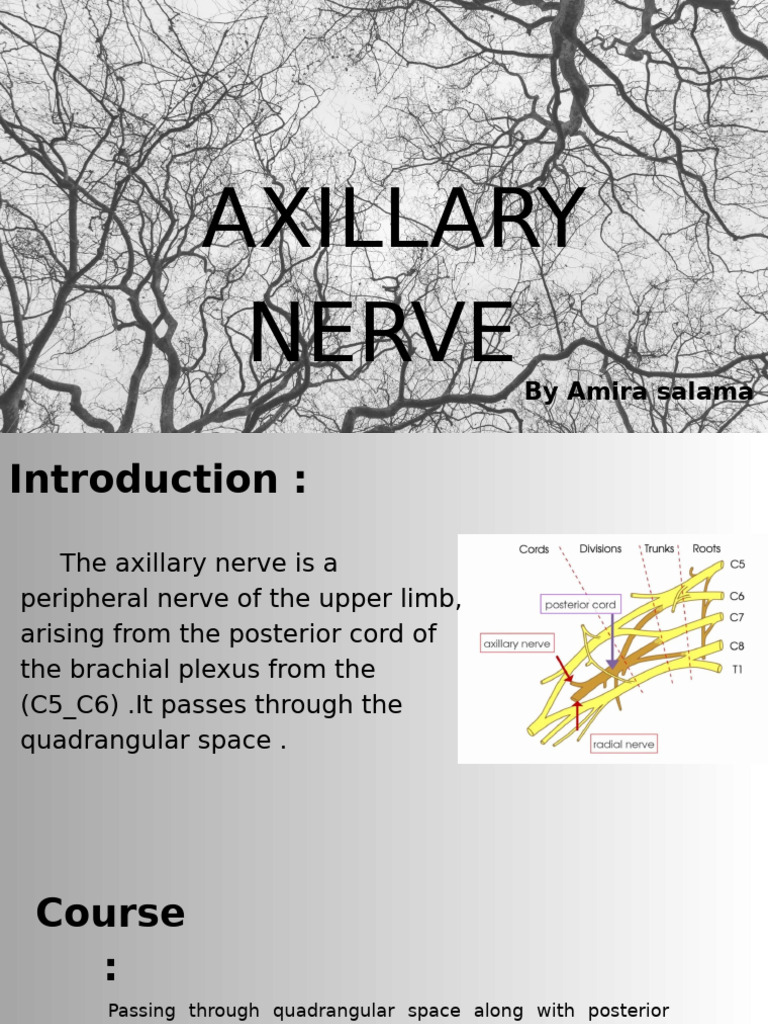 AXILLARY NERVE - 20250928 - 031242 - ٠٠٠٠ | PDF