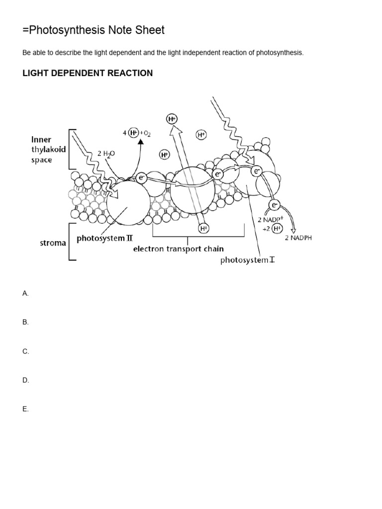 Photosynthesis Note Sheet | PDF