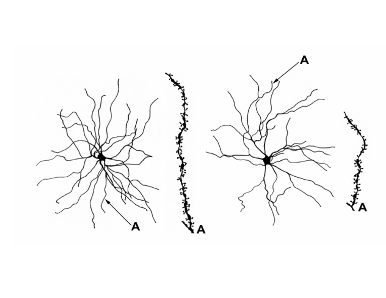 Neuron Drawing | PDF