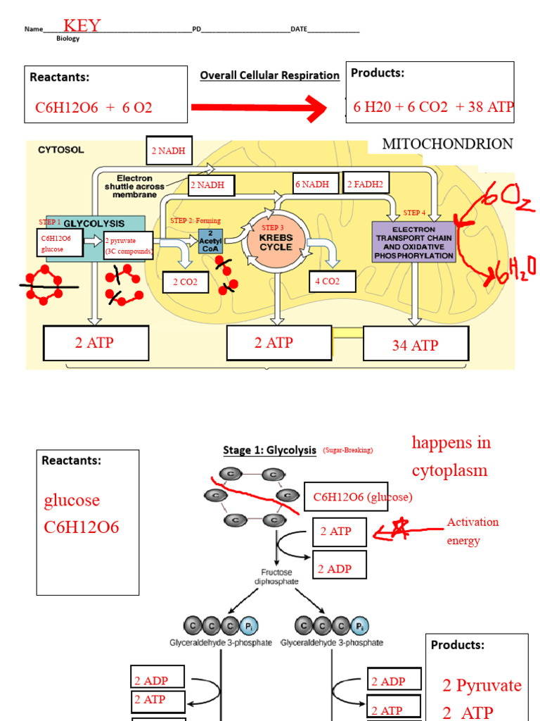 Cellular Respiration Diagrams - KEY | PDF | Adenosine Triphosphate ...