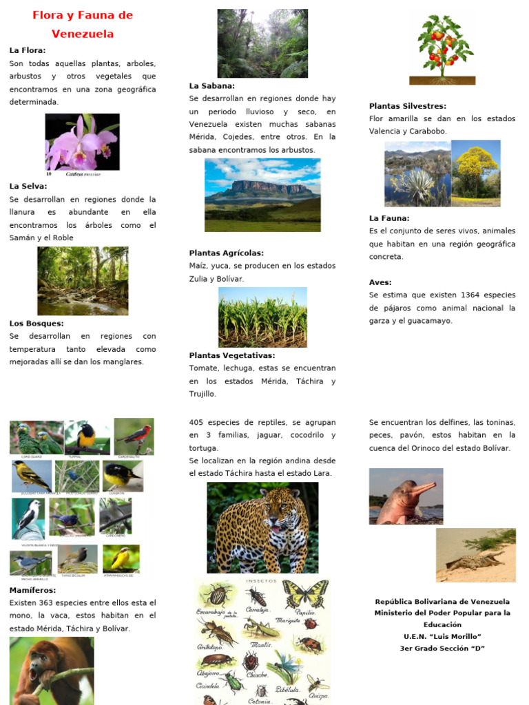Tríptico sobre Flora y Fauna de Venezuela | PDF | Venezuela | Organismos