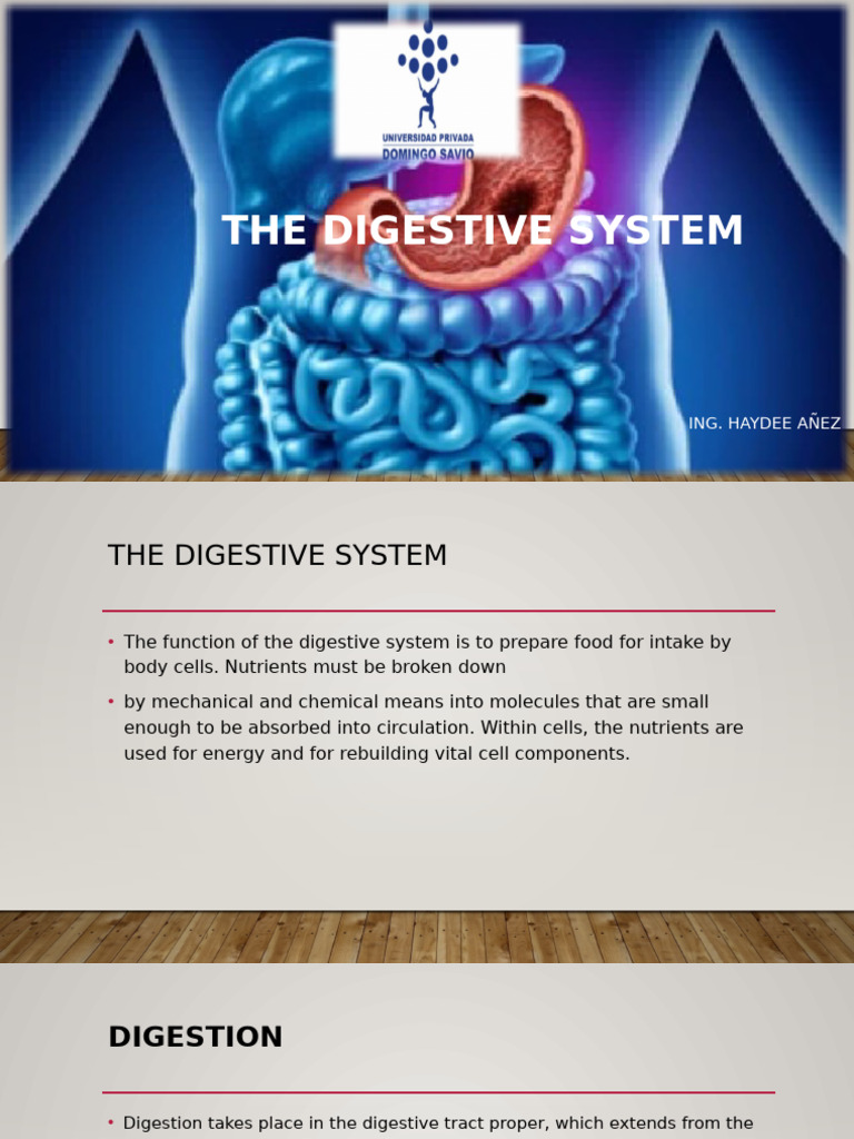 The Digestive System | PDF | Human Digestive System | Digestion