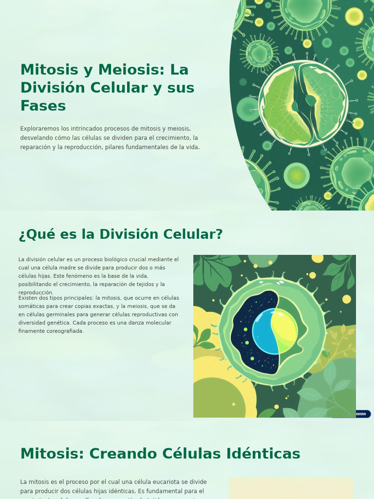 Mitosis y Meiosis La Division Celular y Sus Fases | PDF | Mitosis | Mitosis