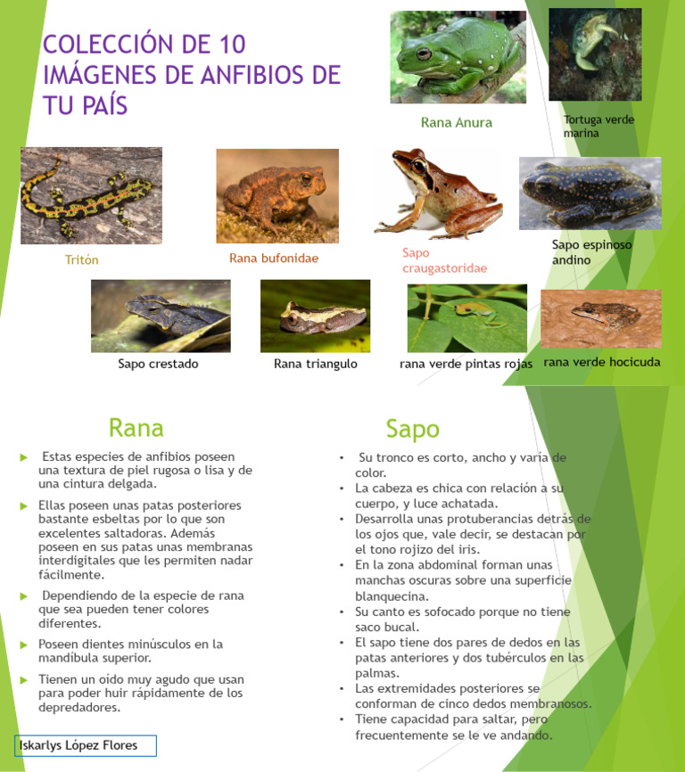 10 Anfibios de Tu País: Especies y Características | PDF