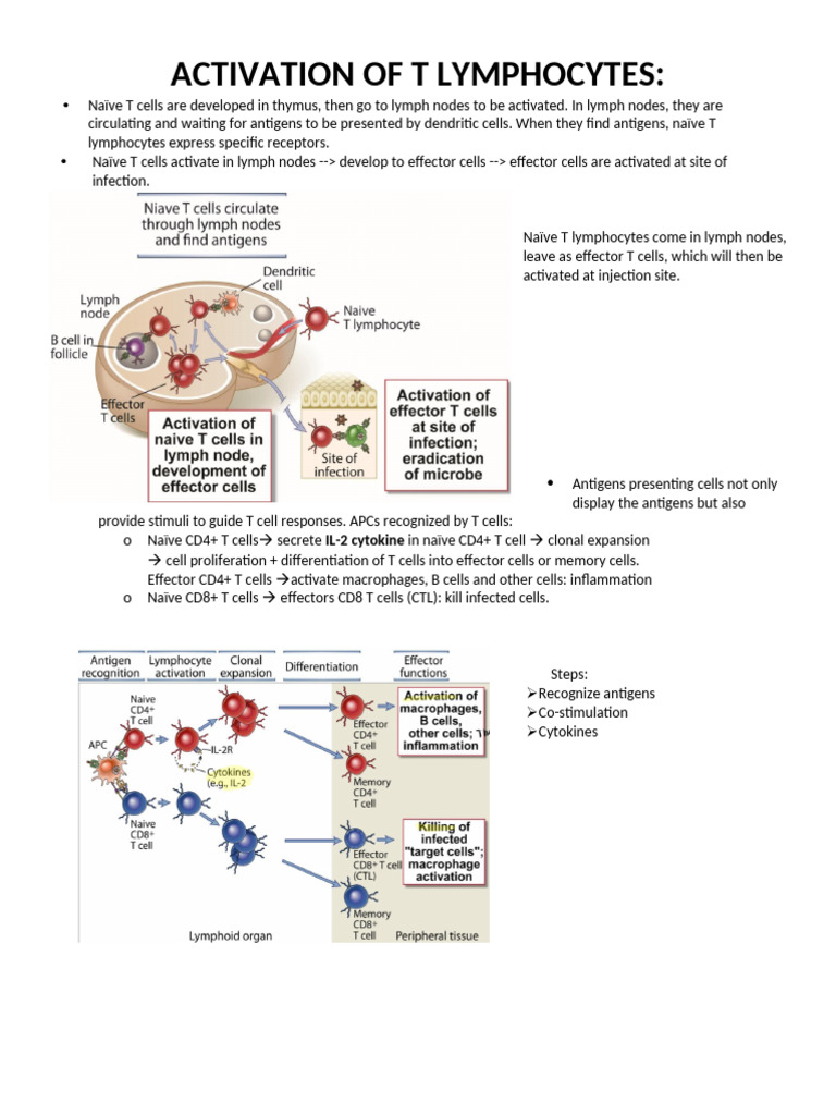 T Lymphocyte Activation Mechanisms | PDF | T Cell | T Helper Cell