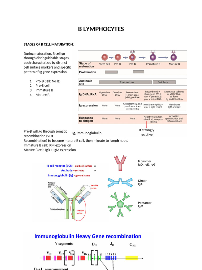 NOTE Lecture 6 B Lymphocytes and Antibodies | PDF | B Cell | Antibody