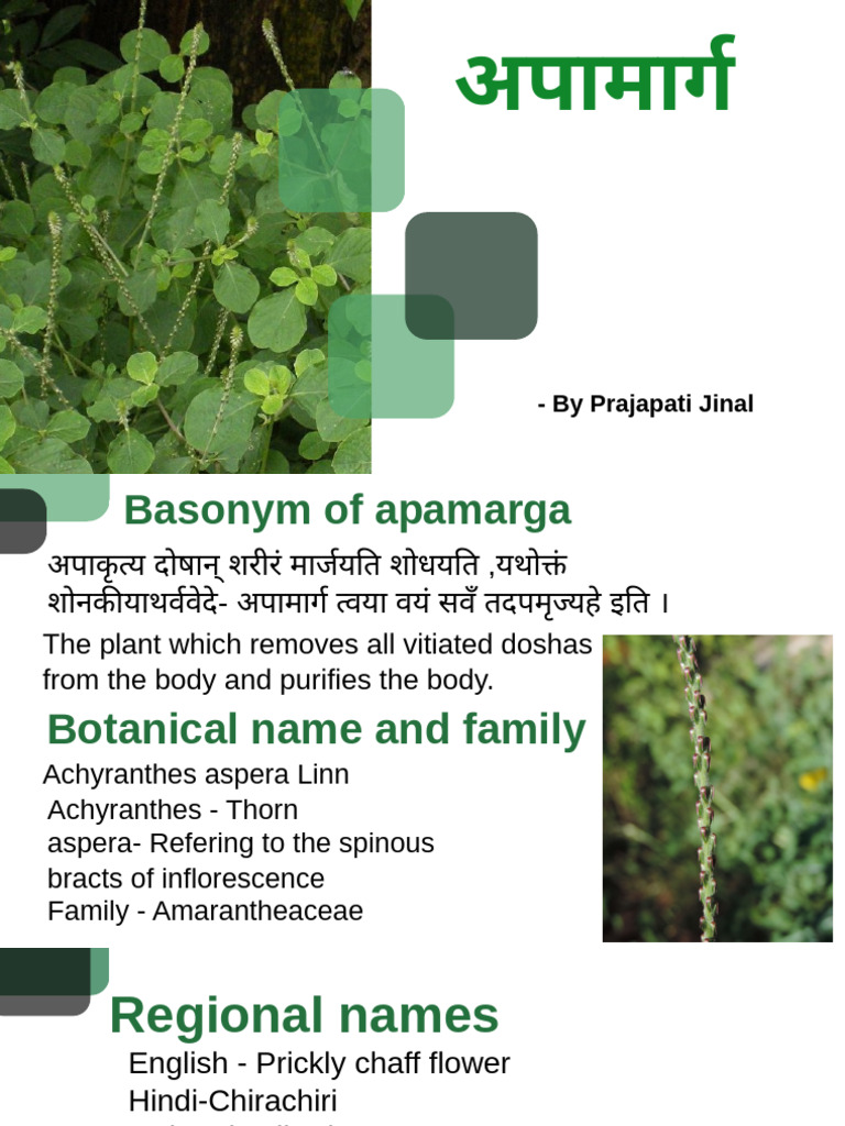 Apamarga 20250626 221047 0000 | PDF | Plants | Botany