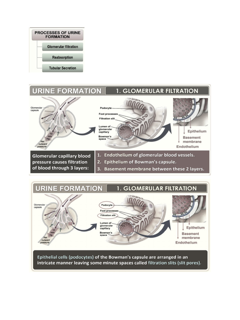 Doc2 Urine Formation | PDF