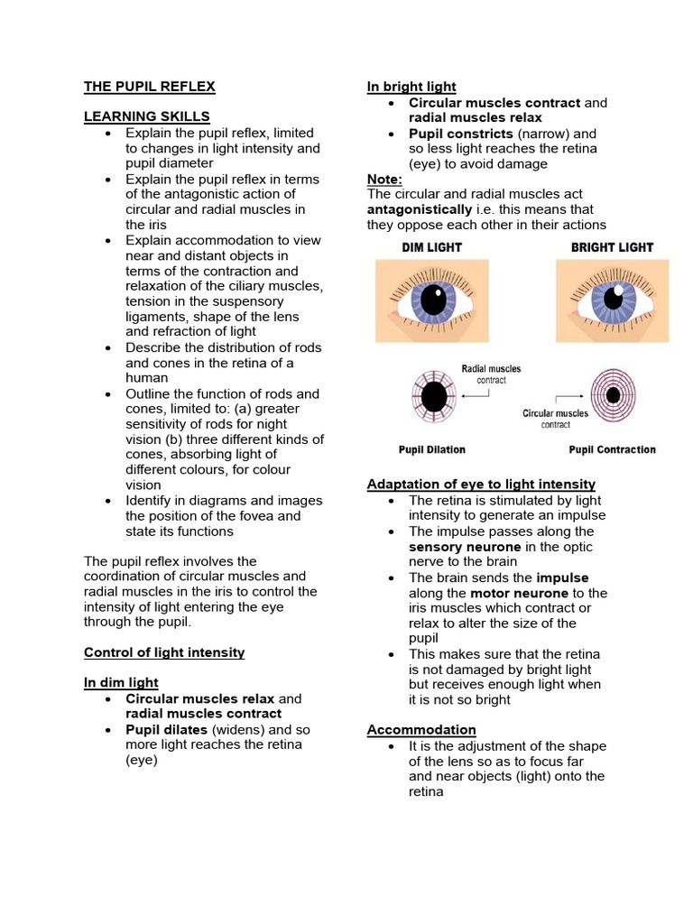 The Pupil Reflex - Lesson Notes | PDF | Eye | Electromagnetic Radiation