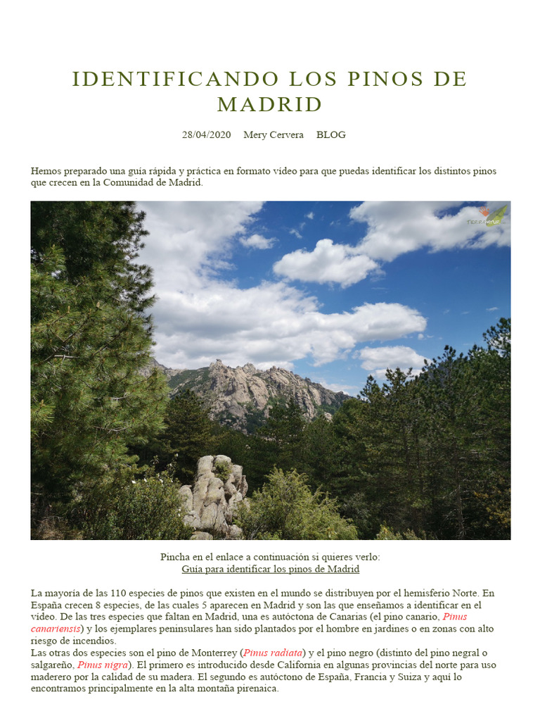 PINOS Identificando Los Pinos de Madrid - TERRANATUR | PDF