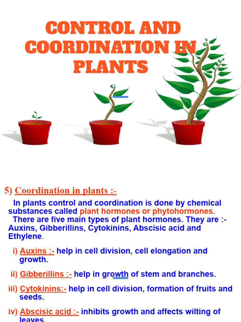 Control and Coordination in Plants | PDF | Endocrine System | Plant Hormone