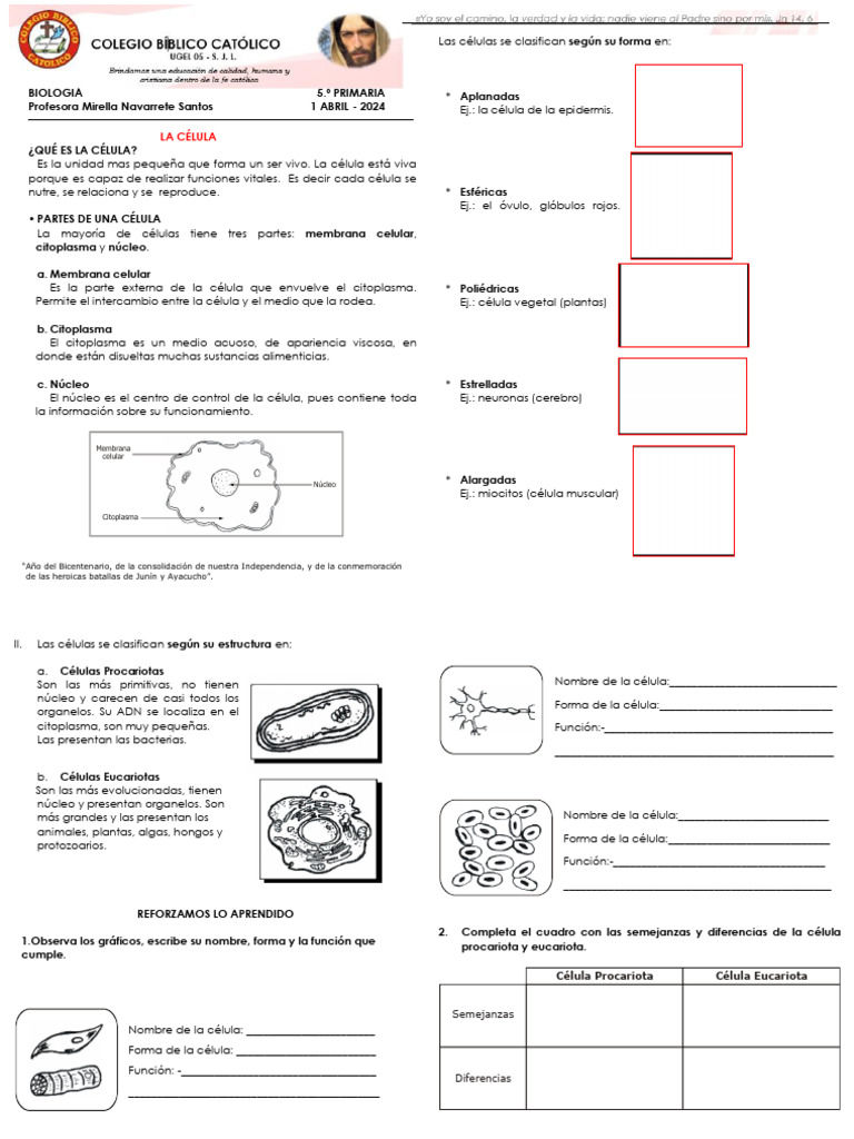 Estructura y Clasificación de Células | PDF | Biología Celular ...