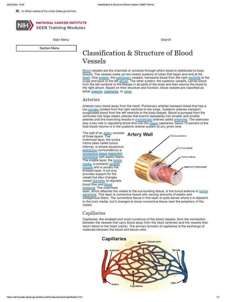 Classification & Structure of Blood Vessels | PDF | Artery | Blood Vessel
