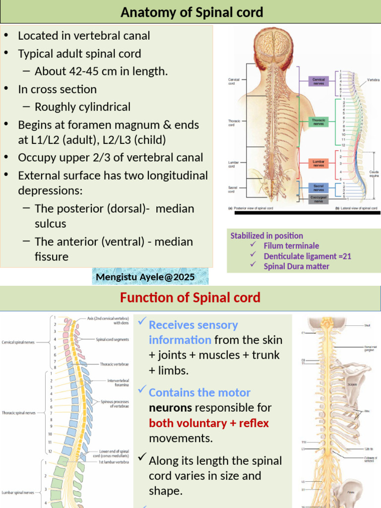 Lecture 5 (Spinal Cord &tractology New @2025 | PDF | Spinal Cord ...