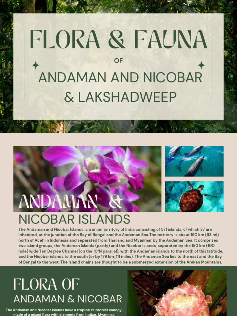 Andaman & Nicobar Flora and Fauna Guide | PDF | Forests | Wild Boar